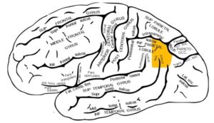 El Giro Angular: Cruce Clave de la Cognición | iNeurociencias