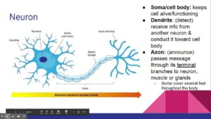 El Potencial de Acción: La Chispa Neuronal | iNeurociencias