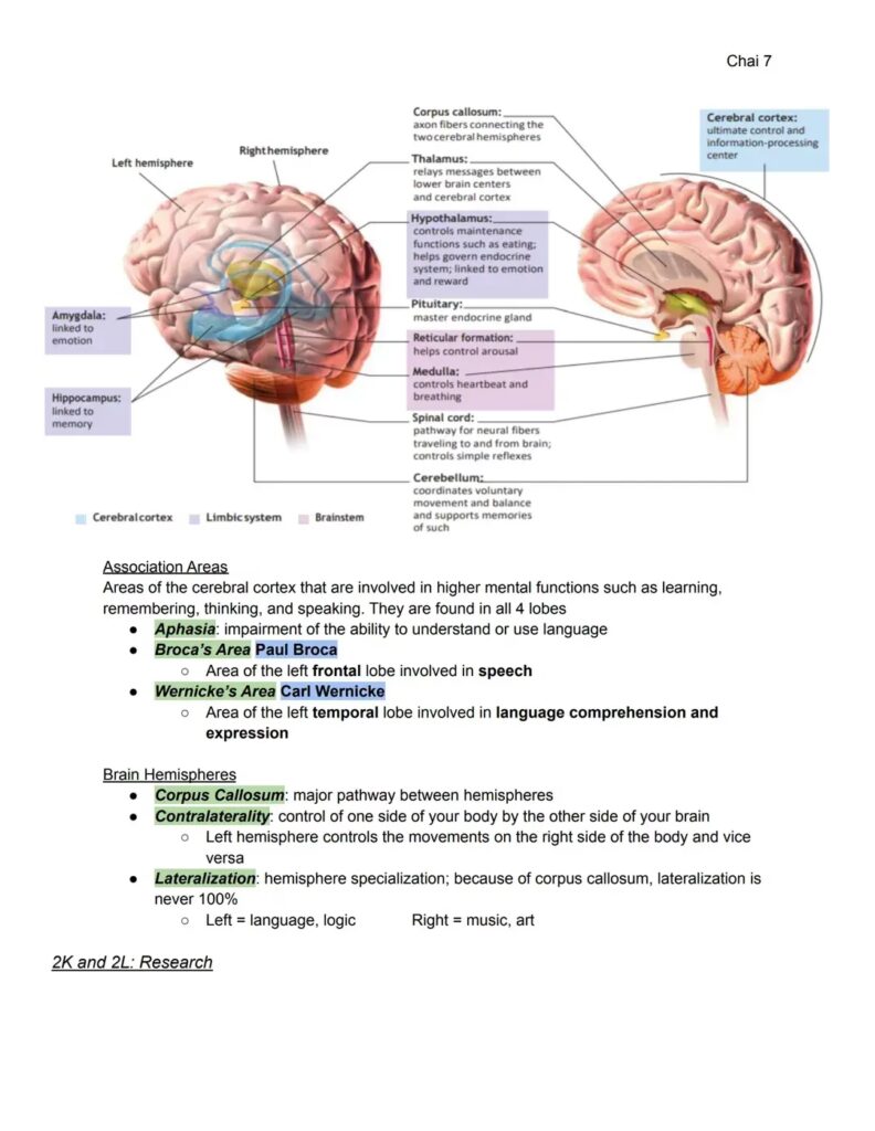 Guía Examen AP Psychology 2025 | iNeurociencias