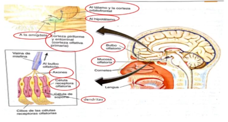 Aromaterapia y el Poder del Olfato | iNeurociencias