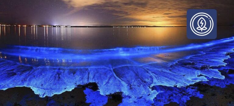El Fascinante Mundo de la Bioluminiscencia | iNeurociencias