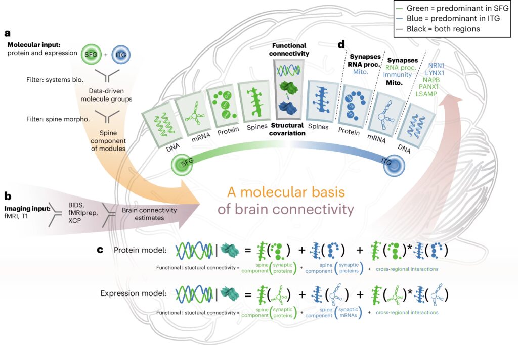 Biofísica en Neurociencia: Ejemplos Clave | iNeurociencias