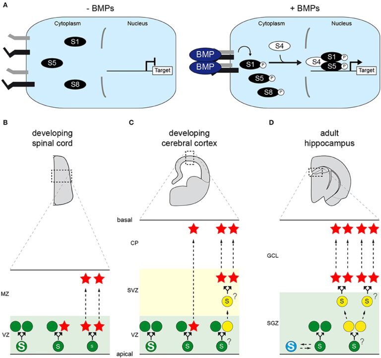 BMP en Neurociencia: Dos Significados Clave | iNeurociencias