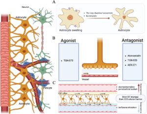El Espacio Extracelular del Cerebro | iNeurociencias