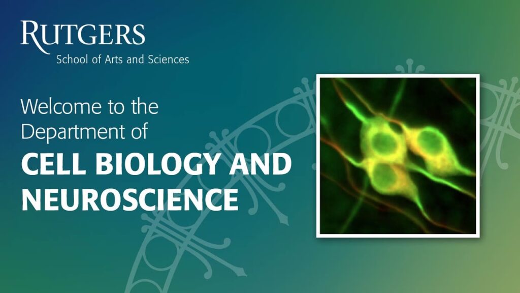 Neurobiología Celular: La Célula Neuronal | iNeurociencias