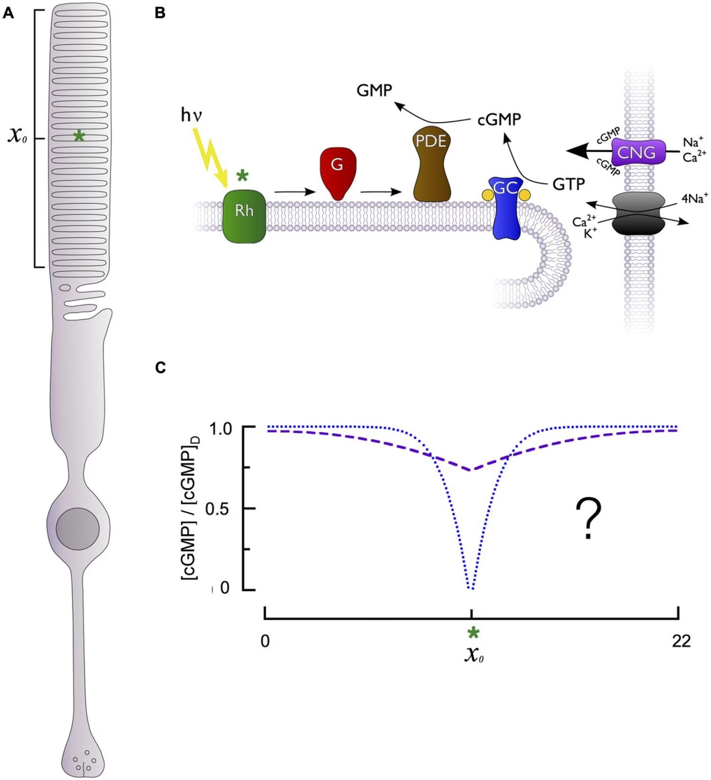 cGMP: El Mensajero Molecular del Cerebro | iNeurociencias
