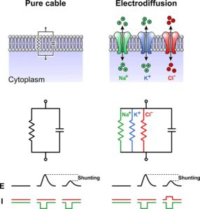 El Cloruro en Neuronas: Clave para la Función | iNeurociencias