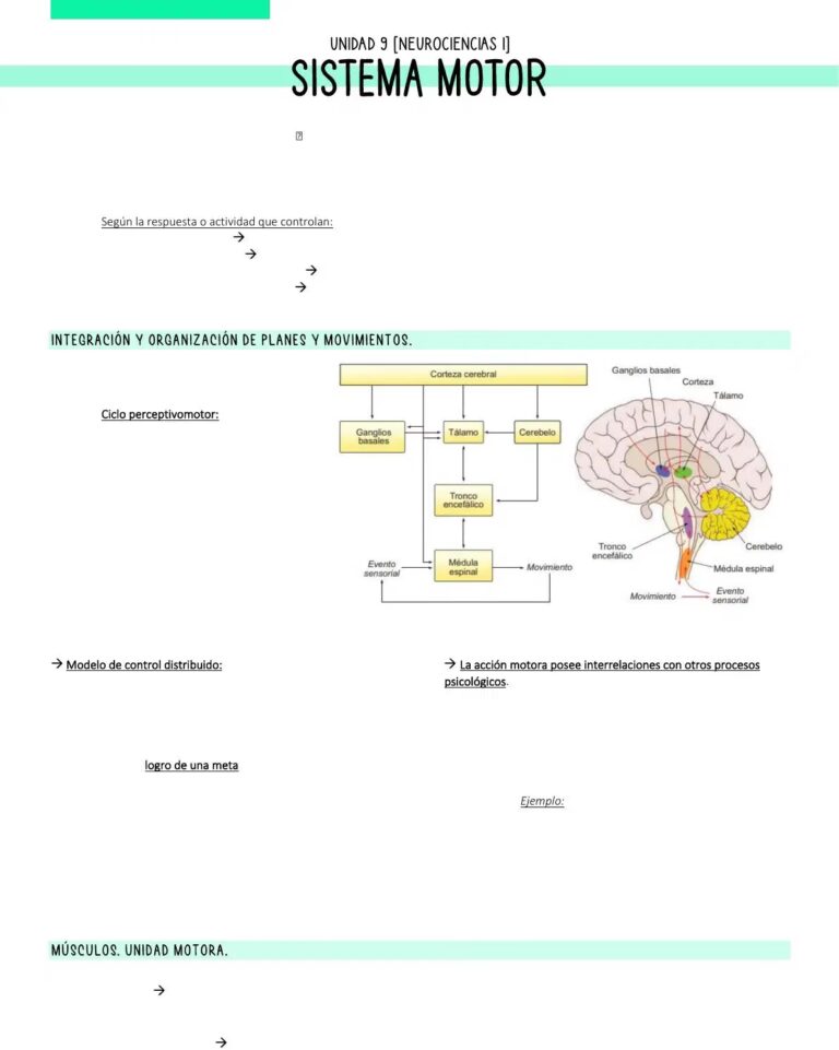 El Fascinante Sistema Motor del Cuerpo | iNeurociencias