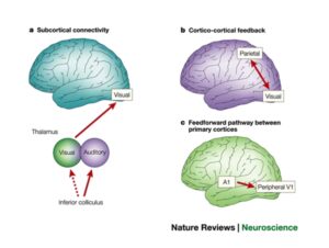 Neuroplasticidad: El Poder de Adaptación del Cerebro | iNeurociencias