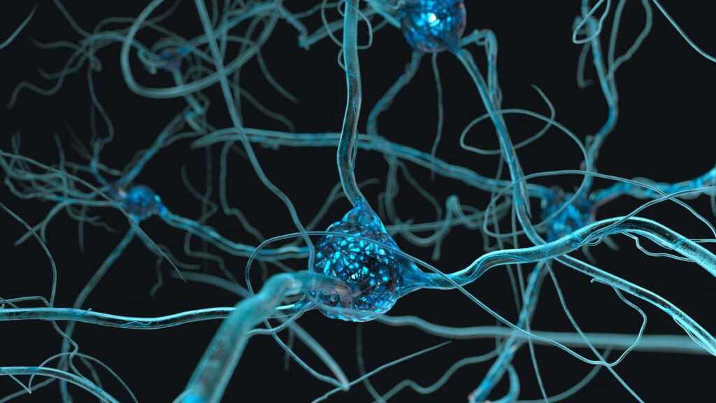 La Neuroplasticidad: El Cerebro Cambiante | iNeurociencias