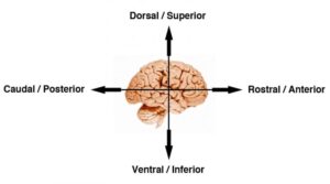 El Lenguaje del Sistema Nervioso | iNeurociencias
