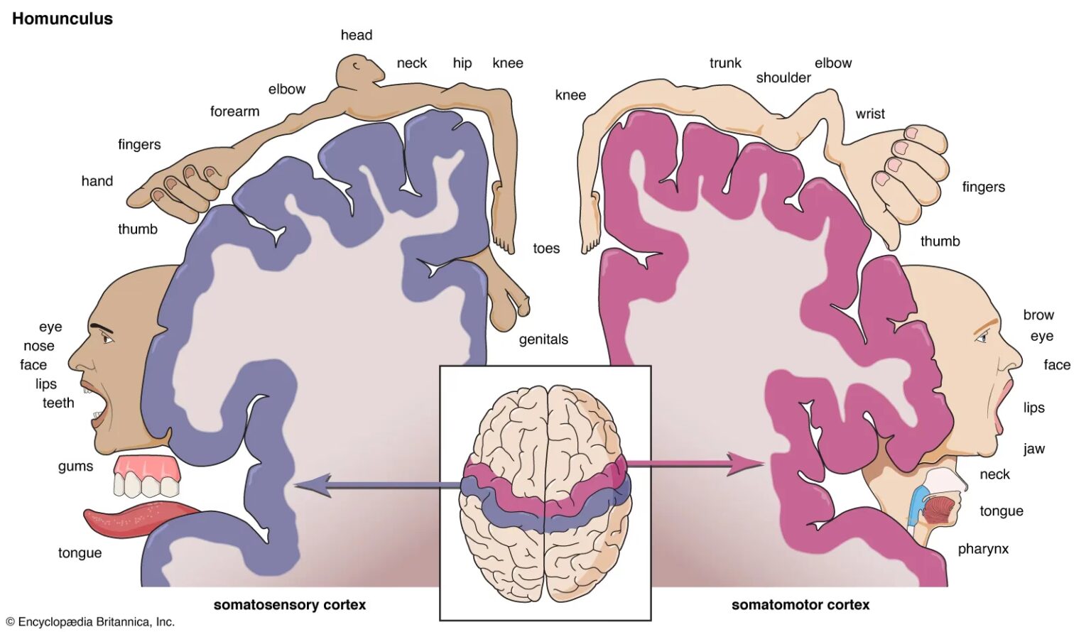 El Homúnculo: El Mapa de tu Cuerpo en el Cerebro | iNeurociencias