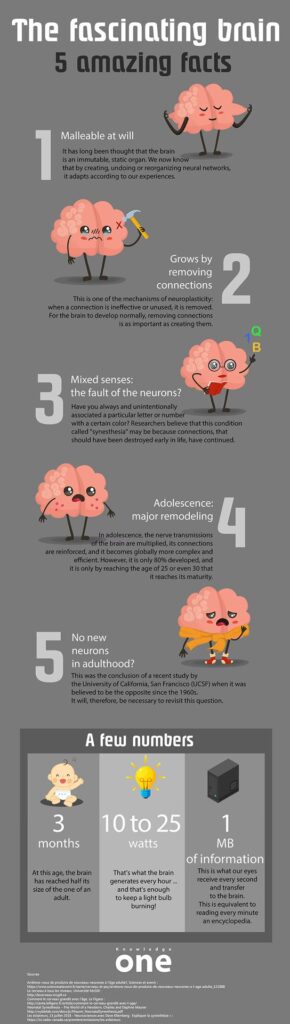 Neurociencia: Fascinante Viaje al Cerebro | iNeurociencias