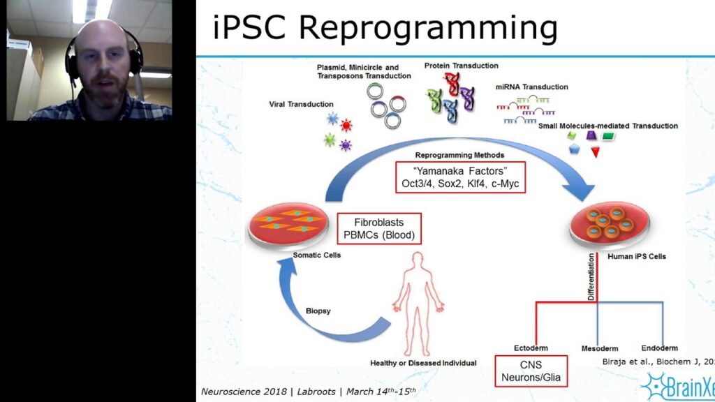 iPSC en Neurociencia: Modelando el Cerebro Humano | iNeurociencias