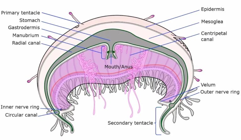 El Asombroso Cerebro de las Medusas Cubo | iNeurociencias