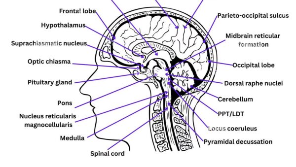 Líneas Marcadas y Codificación Sensorial | iNeurociencias