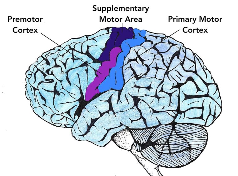 Control Motor en Neurociencia: Guía Completa | iNeurociencias