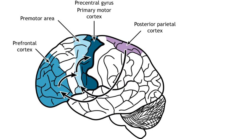 El Sistema Motor Cerebral: Más Allá del Reflejo | iNeurociencias