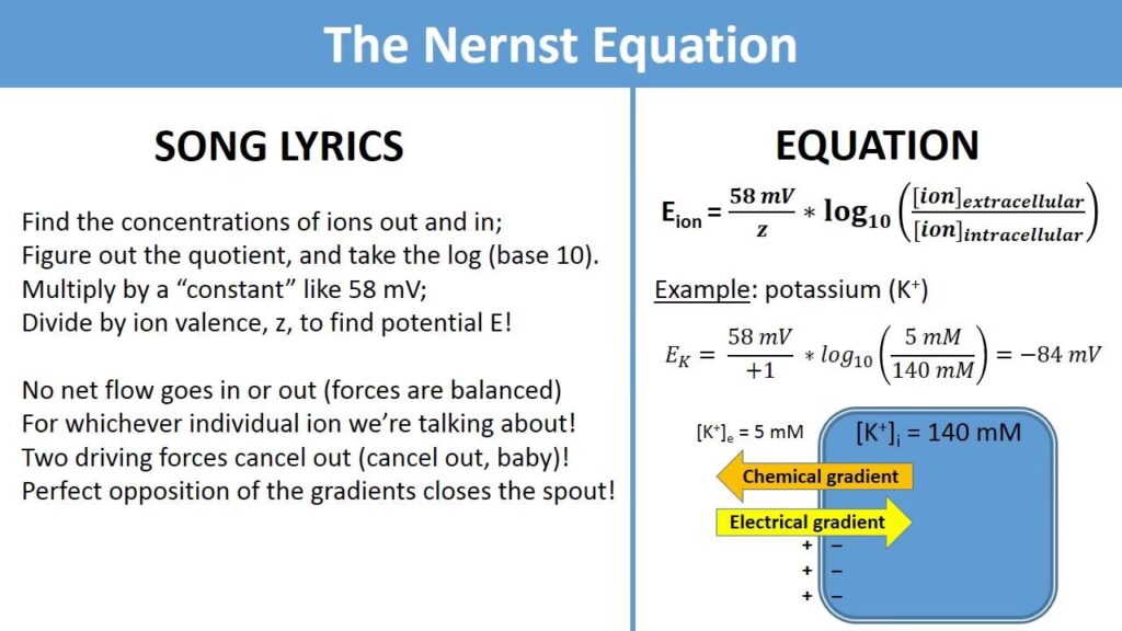La Ecuación de Nernst en Neurociencia | iNeurociencias