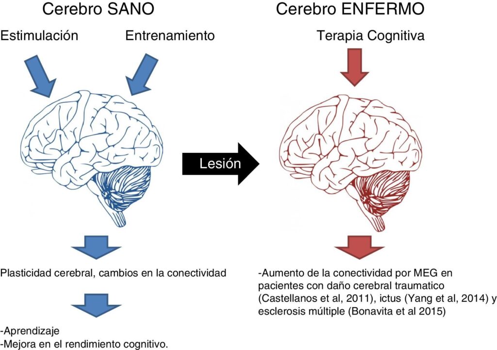 Neuroplasticidad: El Cerebro Dinámico | iNeurociencias