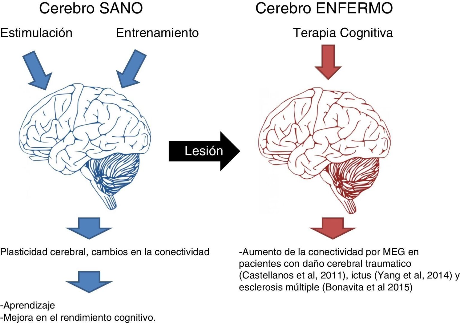 La Neuroplasticidad: El Poder del Cerebro Cambiante | iNeurociencias