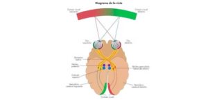 El Ojo: Partes Clave en la Visión | iNeurociencias