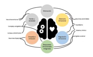 Sistema Límbico: El Cerebro Emocional | iNeurociencias