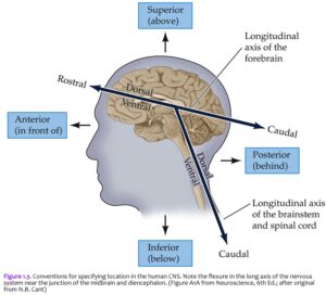 ¿Qué Significa Caudal en el Cerebro? | iNeurociencias
