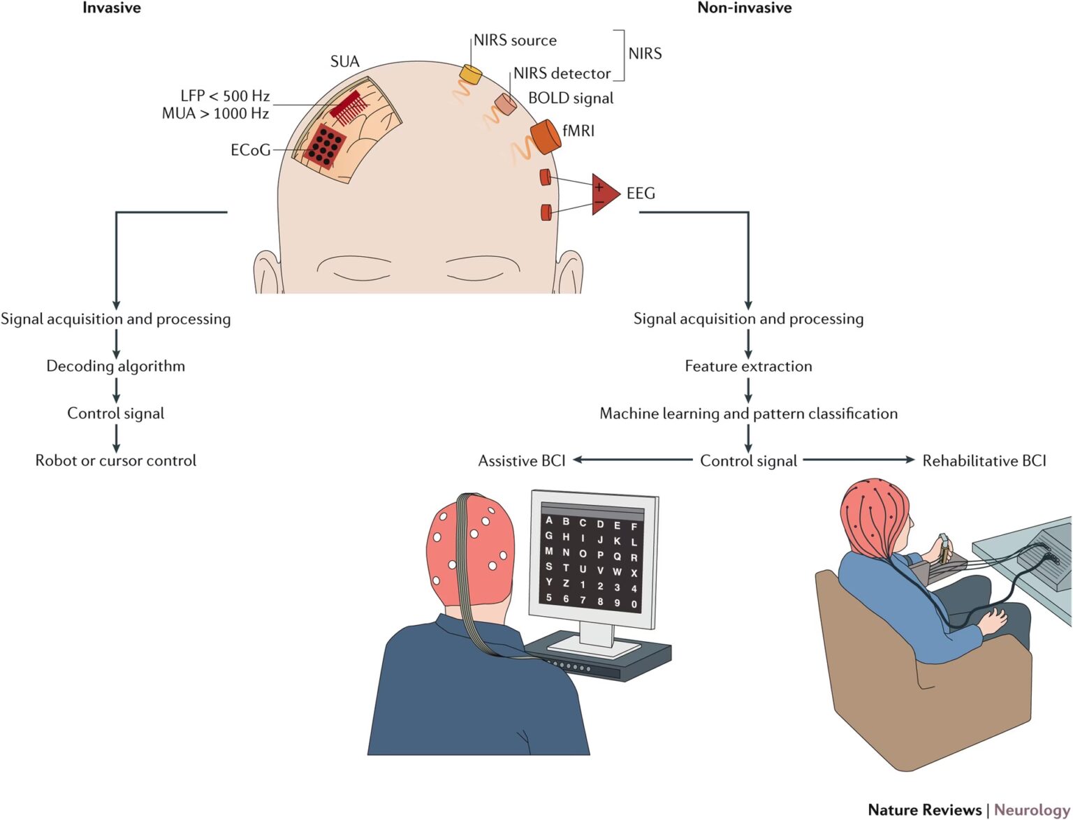 BCIs: Herramienta Clave en Neurociencia Básica | iNeurociencias