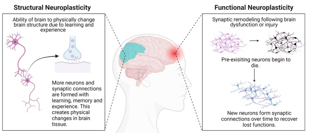 Neuroplasticidad: El Cerebro Que Cambia | iNeurociencias
