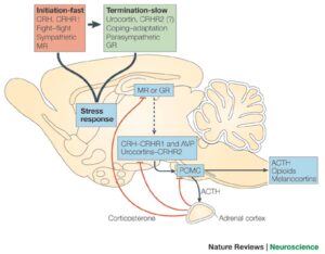 Adaptación Neuronal: Cómo Tu Cerebro Cambia | iNeurociencias