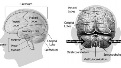 Cruzar la Línea Media: Clave del Desarrollo Cerebral | iNeurociencias
