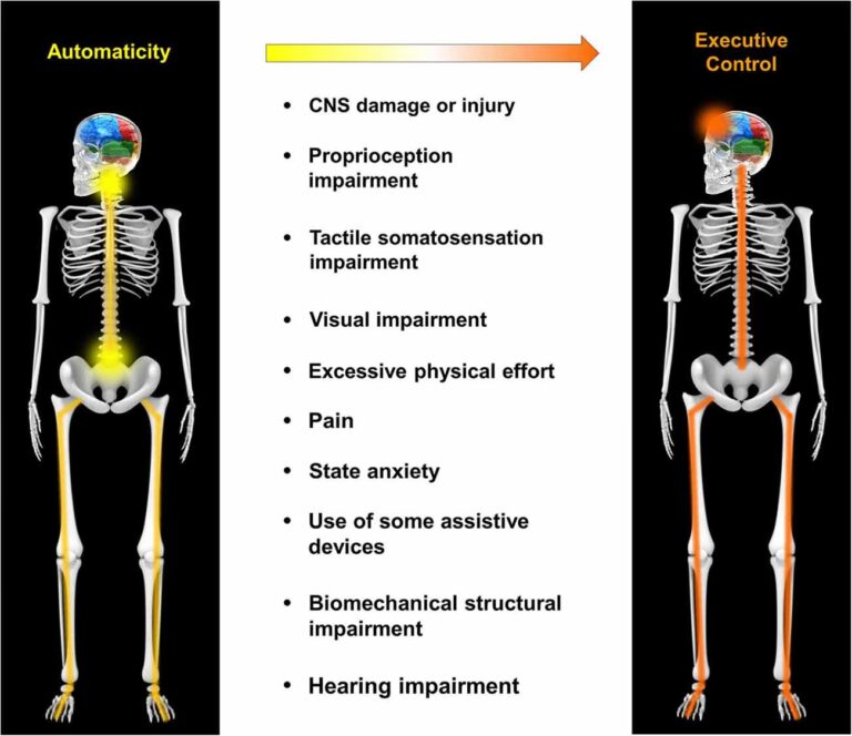 Caminar y tu Cerebro: La Neurociencia Detrás | iNeurociencias