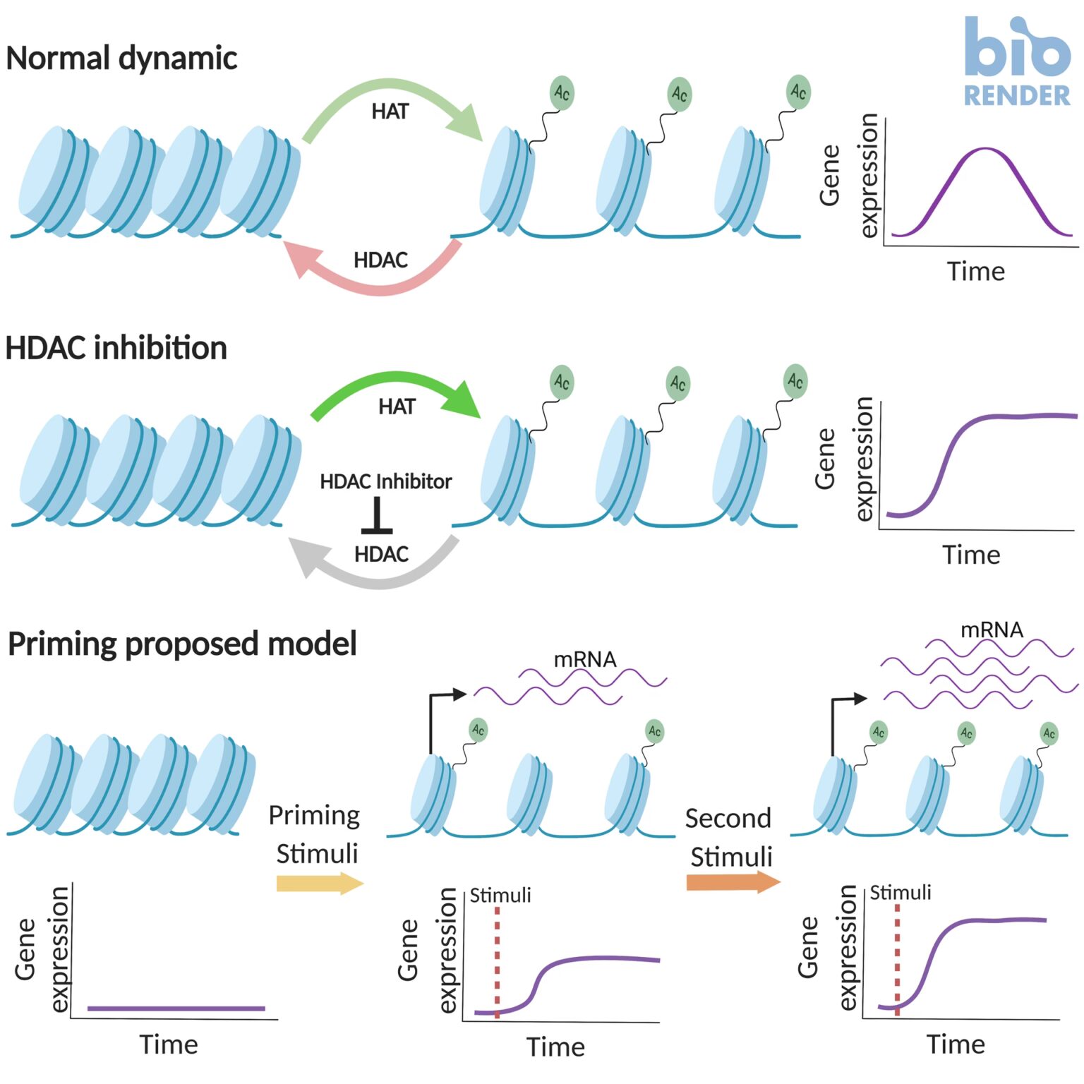¿Qué es el Priming? La Influencia Oculta | iNeurociencias