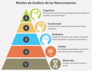 El Sistema Nervioso: Neuronas y Glías | iNeurociencias