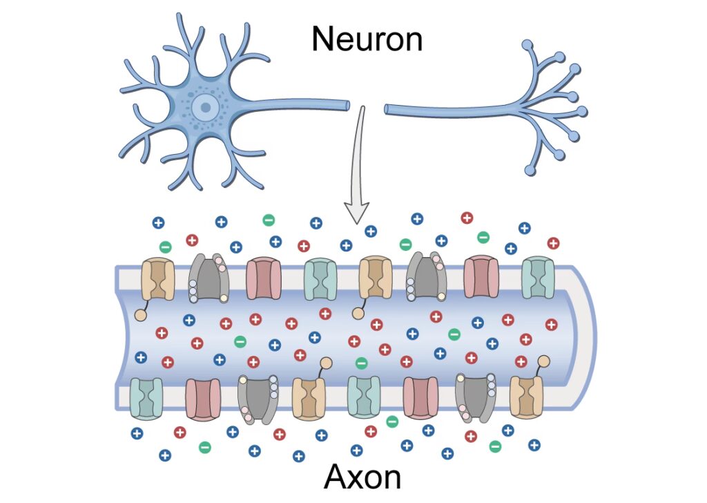 El RMP Neuronal: ¿Qué Significa? | iNeurociencias