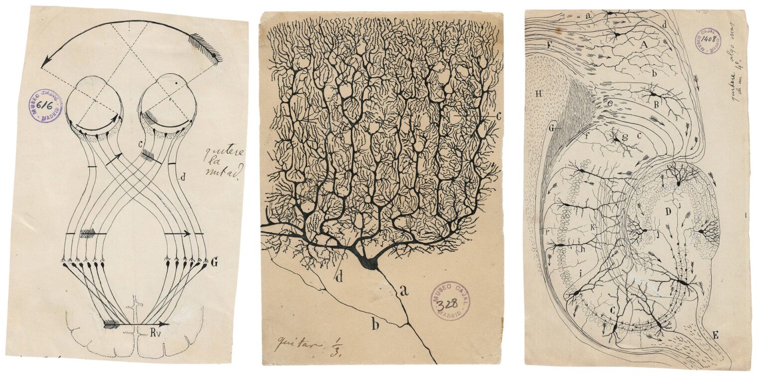 La Teoría Neuronal de Ramón y Cajal | iNeurociencias