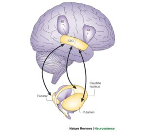 El Giro Temporal Superior: Eje Sensorial y Lingüístico | iNeurociencias