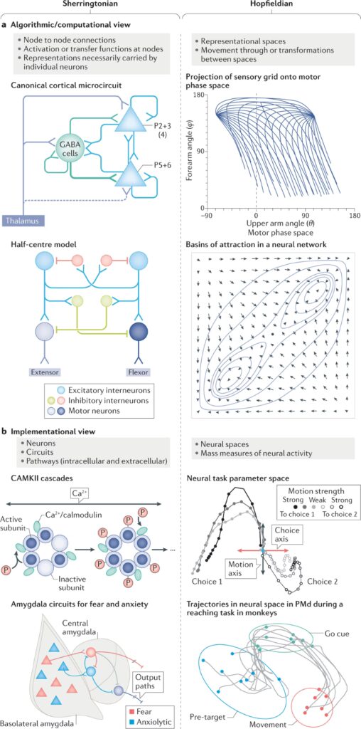 Debate Fundamental en Neurociencia | iNeurociencias