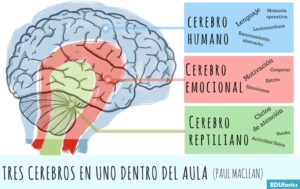 El Neocórtex: Centro de la Cognición Superior | iNeurociencias