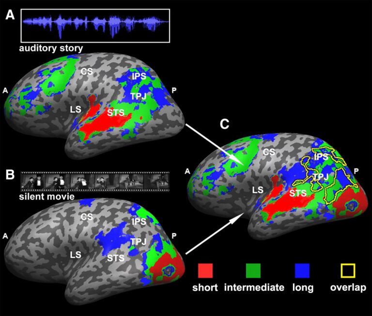 El Mapa Corporal en Tu Cerebro: Topografía Neural | iNeurociencias